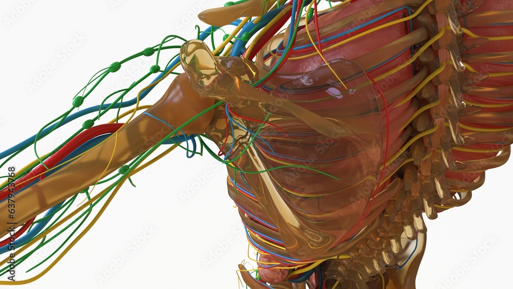 Human skeleton anatomy Scapula Bone 3D Rendering Stock Illustration ...