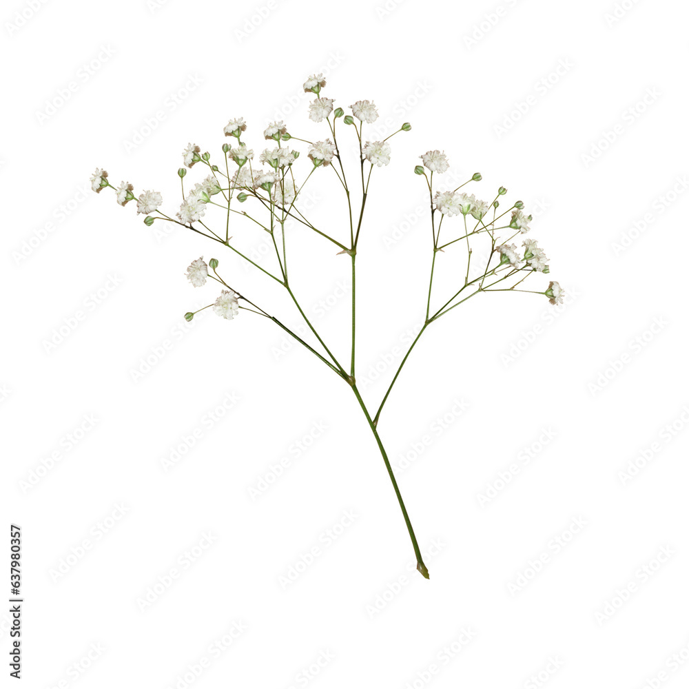 Babies breath flower png. Closeup of small white gypsophila flowers isolated on white or ...