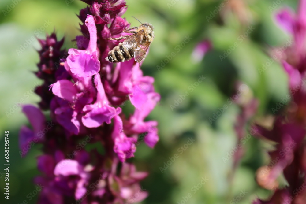 Delicate bee dance on flowers and blossoms, their diligent movements a ...
