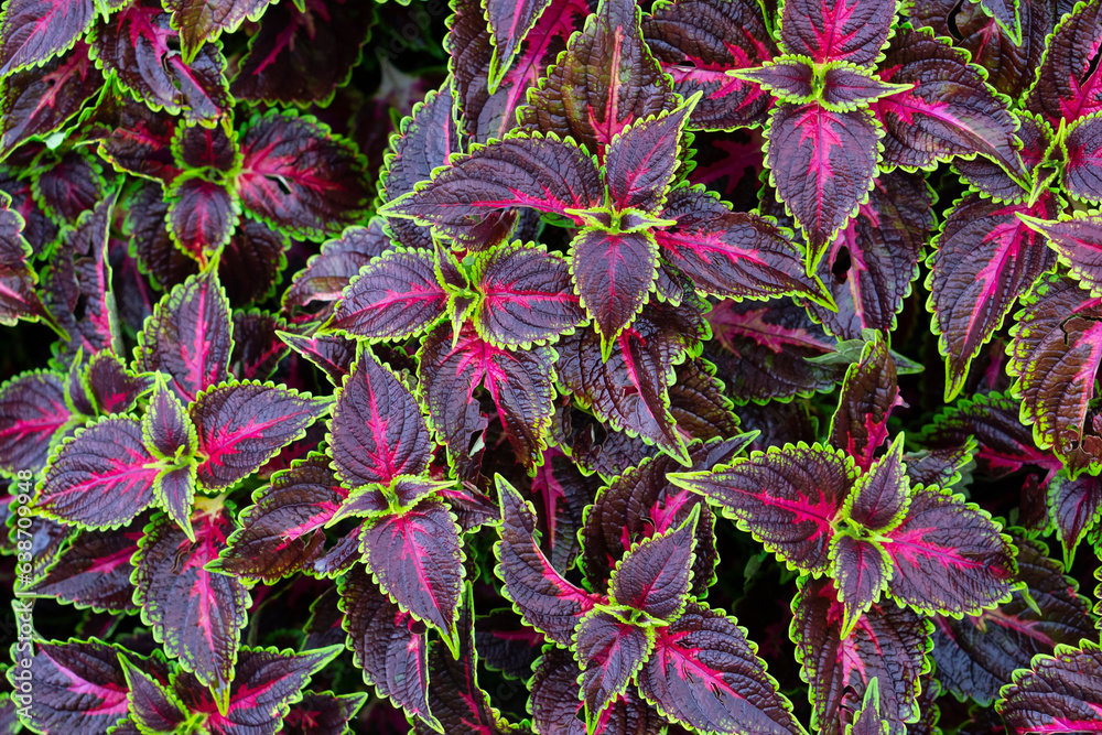 brown leaf of coleus (Rainbow Master Blend). Coleus rainbow plant top ...