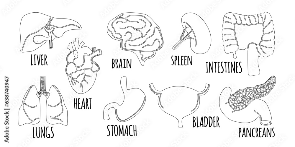 The internal organs are doodle style. vector. Liver, heart, lungs ...