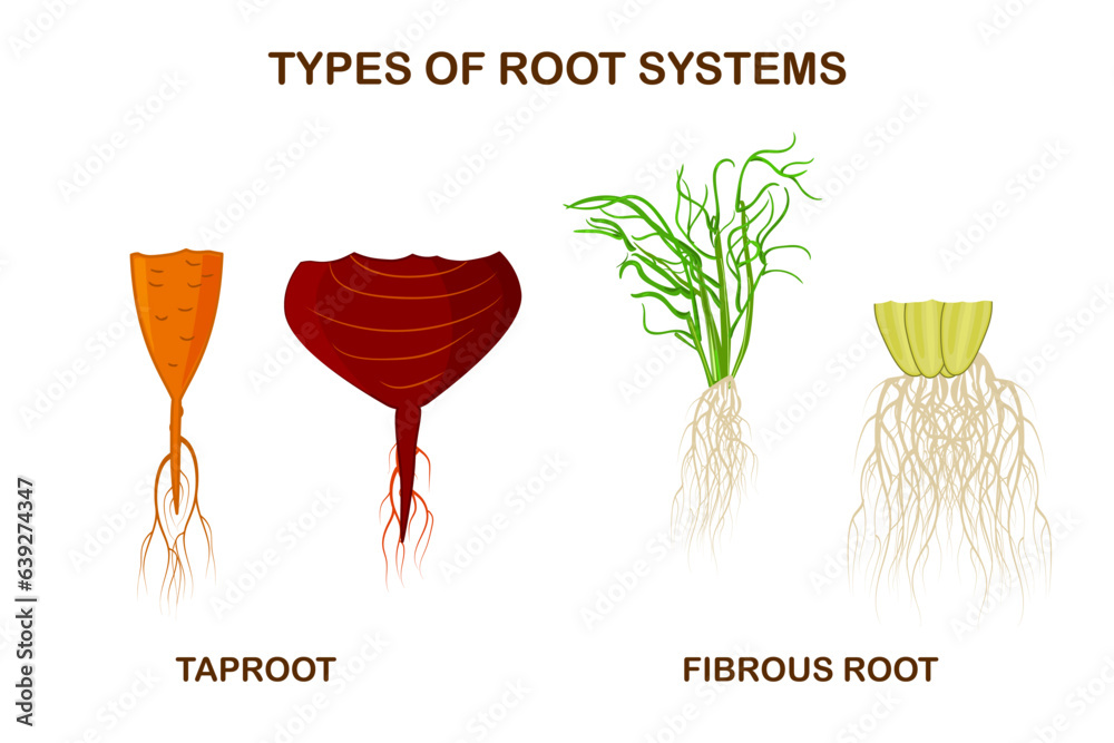 Types of root systems of plants, monocots and dicots. Taproot and ...
