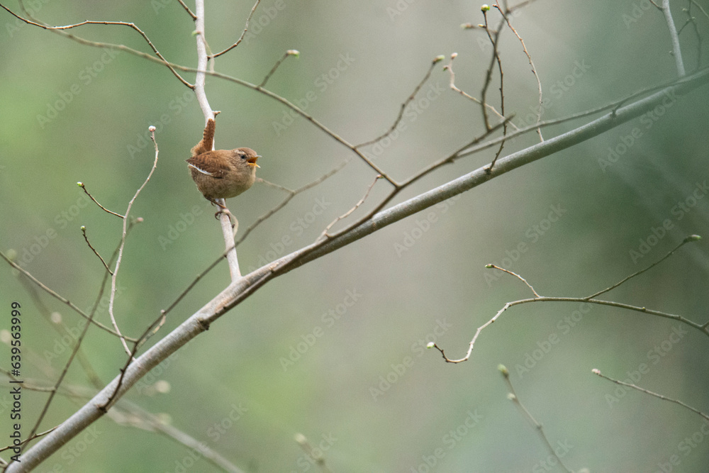 Wildlife photography of birds with beautiful light on taken by a young ...