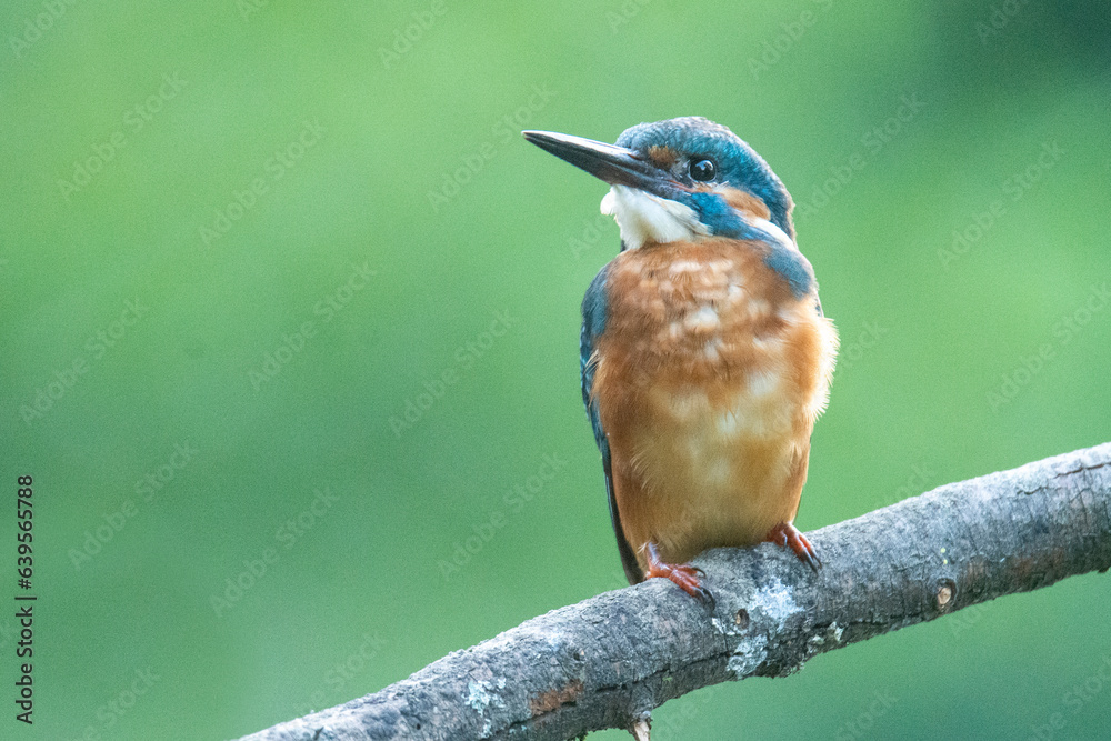 Wildlife photography of kingfisher with beautiful light on taken by a ...