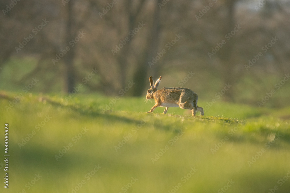 Wildlife photography ofhares with beautiful light on taken by a young ...
