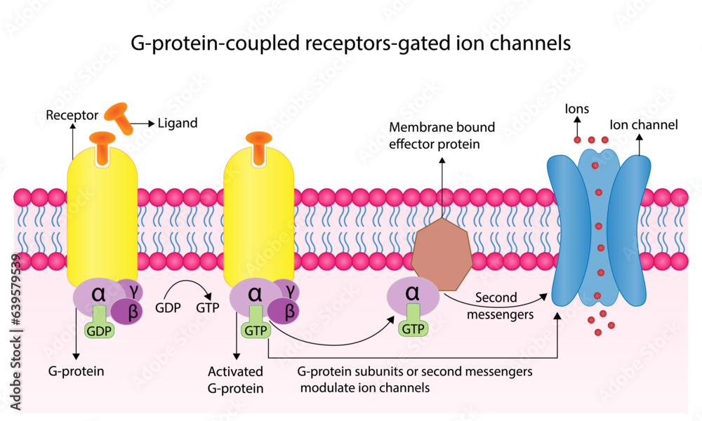 Vector de Stock G protein coupled receptors gated ion channel ...