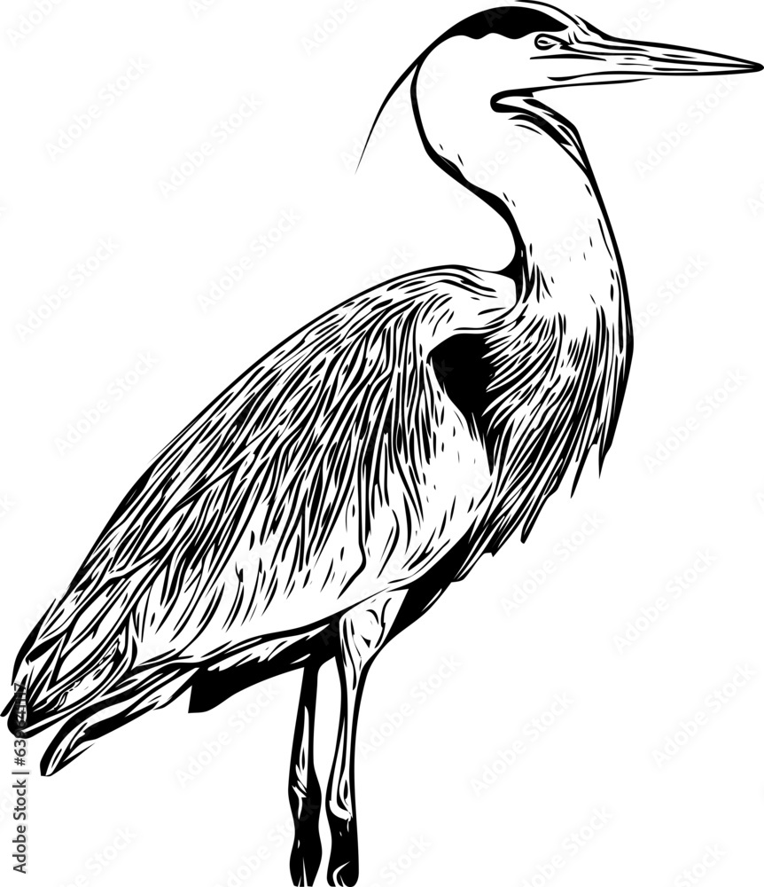 Detailed realistic Great Blue Heron sketch Stock Vector | Adobe Stock