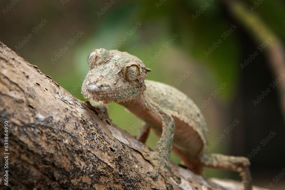 Uroplatus sikorae on the tree trunk in Madagascar. Mossy leaf tailed ...