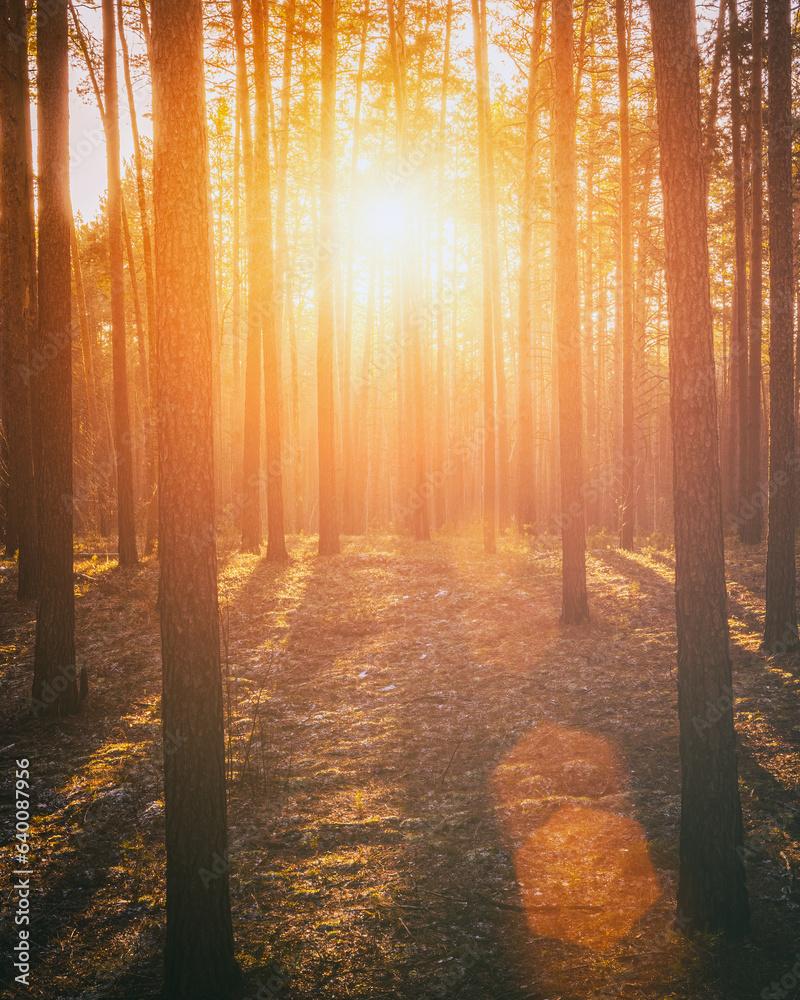 Sunbeams illuminating the trunks of pine trees at sunset or sunrise in ...