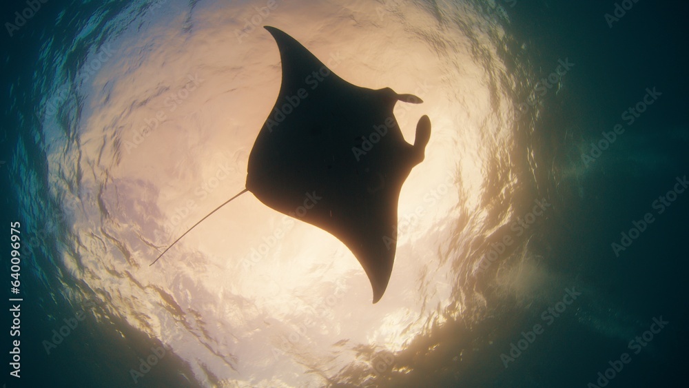 Giant oceanic manta ray or Mobula birostris slowly swims underwater in ...