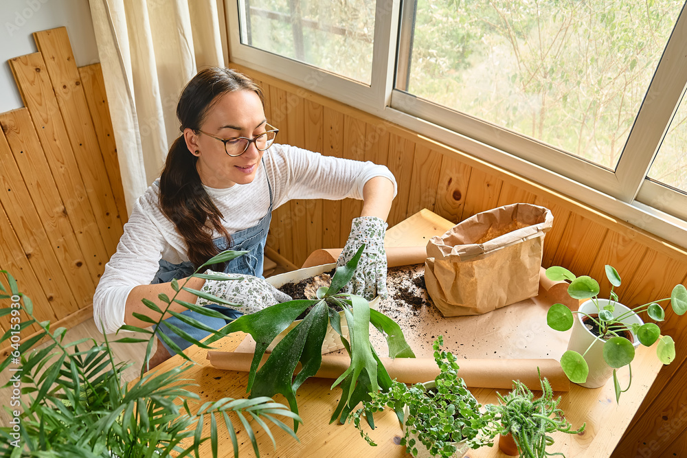 Woman repotting Staghorn fern (Platycerium bifurcatum), pouring soil ...
