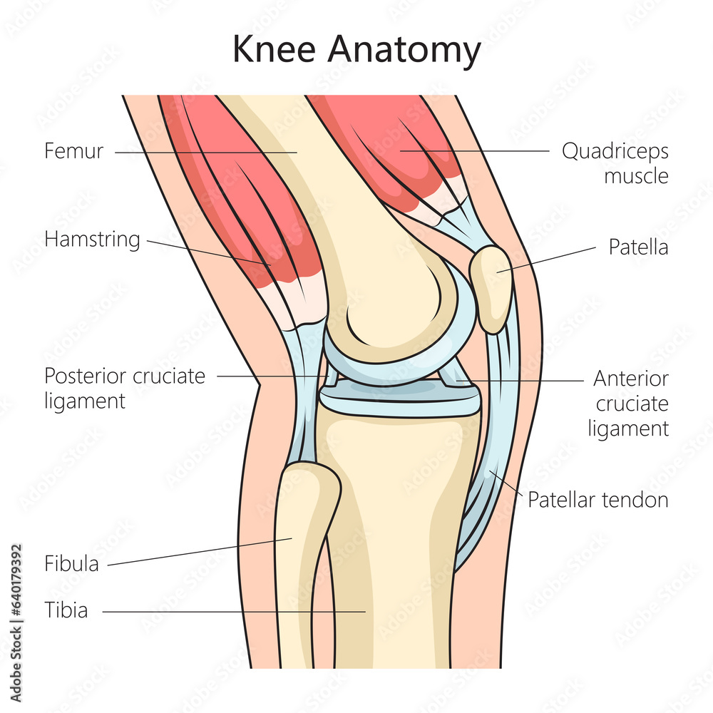 Anatomy of the human knee joint side view structure diagram schematic raster illustration ...