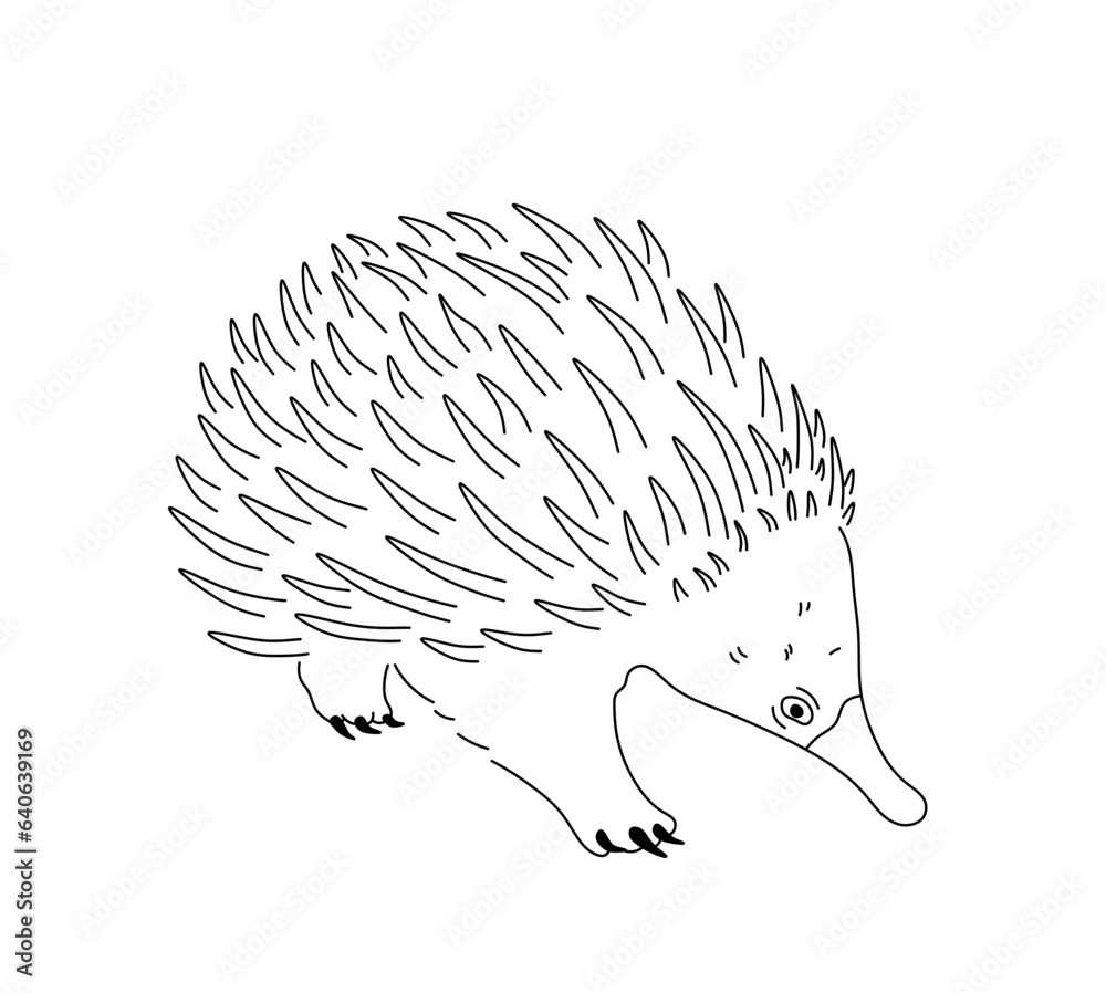 Vector isolated one single echidna hedgehog side view colorless black ...