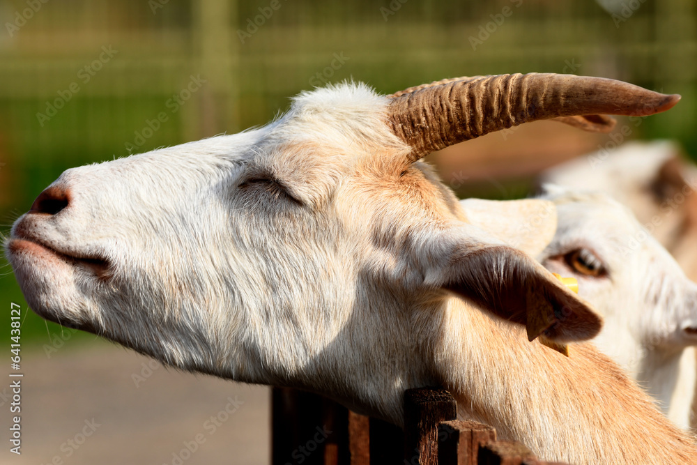 Animals - traditionally (since Aristotle) distinguished category of ...
