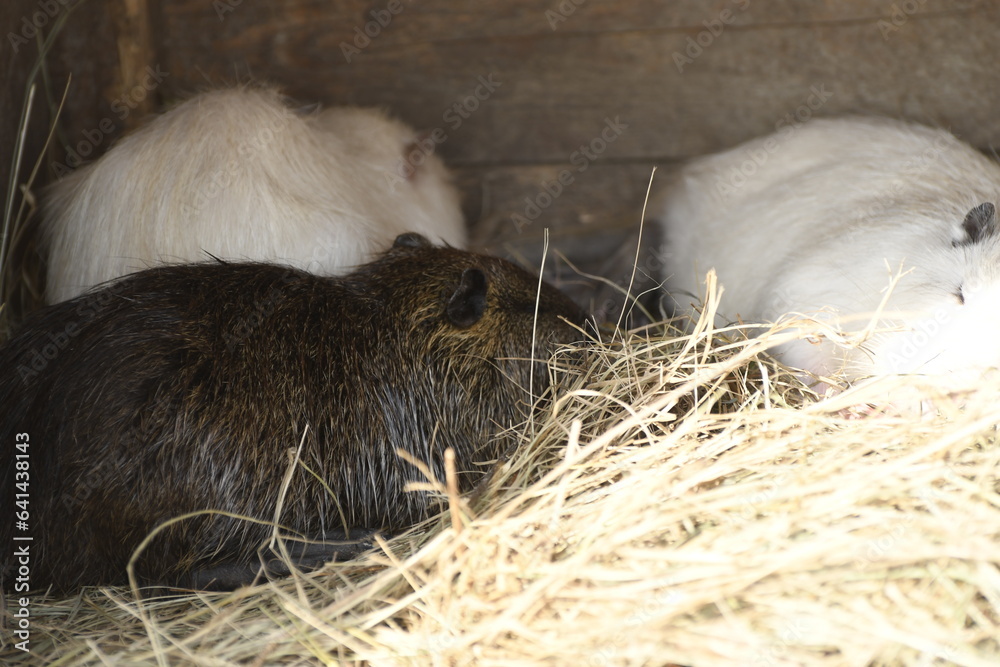 Animals - traditionally (since Aristotle) distinguished category of ...