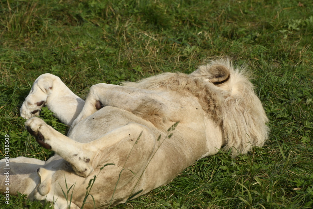 Animals - traditionally (since Aristotle) distinguished category of ...