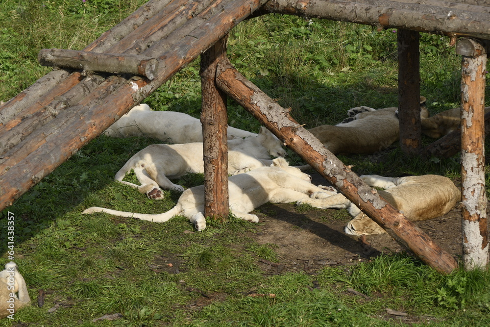 Animals - traditionally (since Aristotle) distinguished category of ...