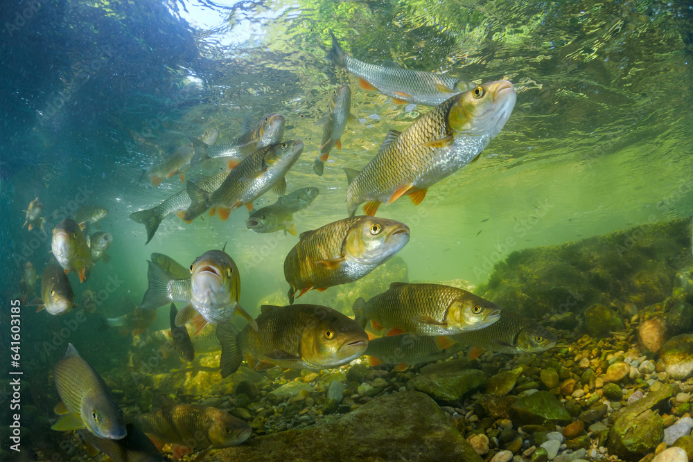 Osteichthyes (orfe, grayling) commonly referred to as the bony fish, is ...