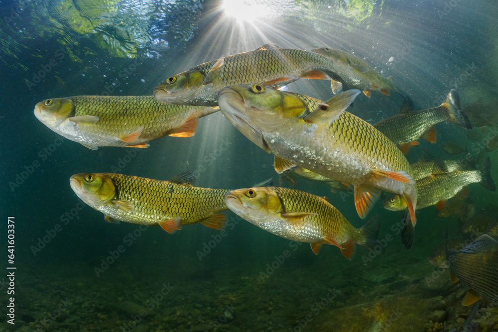 Osteichthyes (orfe, grayling) commonly referred to as the bony fish, is ...