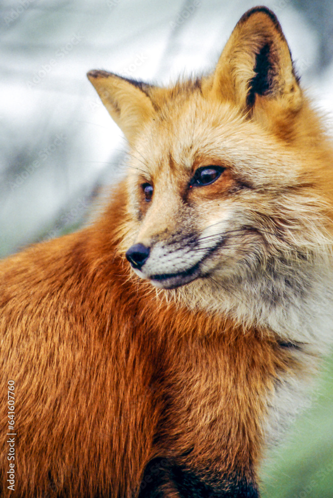Red foxes have long snouts and red fur across the face, back, sides ...