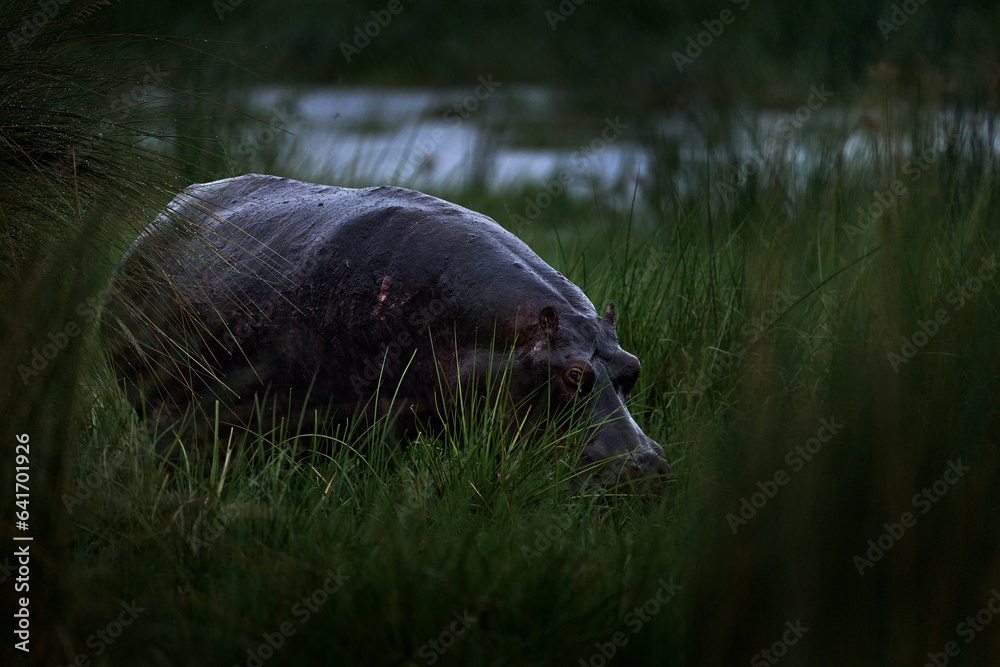 Okavango delta wildlife. Hippo in long grass. African Hippopotamus ...