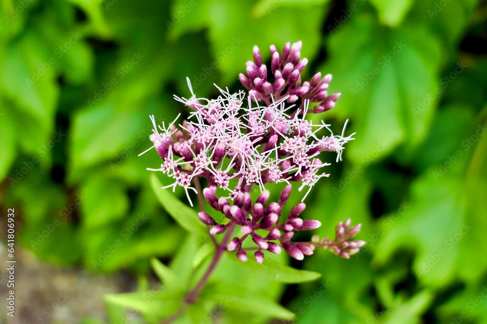 Hemp-agrimony (Eupatorium cannabinum) also known as holy rope. Used in ...