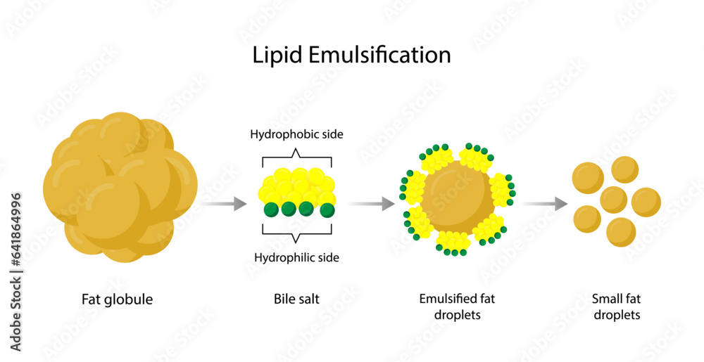 Lipid emulsification, Fat Molecule, Lipid droplets, Lipid Digestion ...