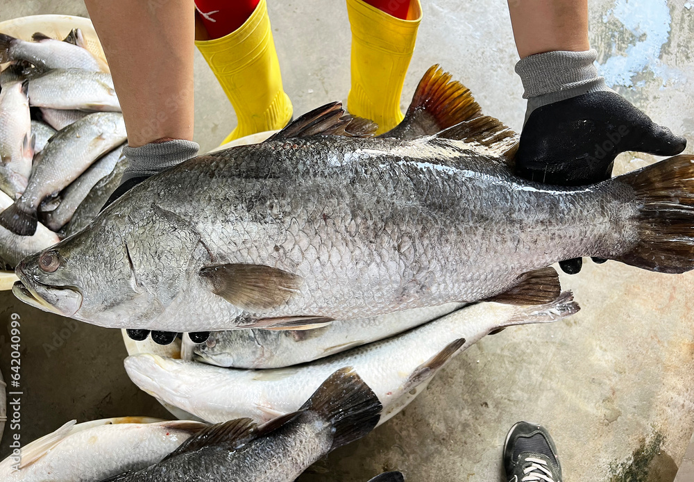 fresh raw cold seafood grey color expensive sea bass whole fish ikan ...