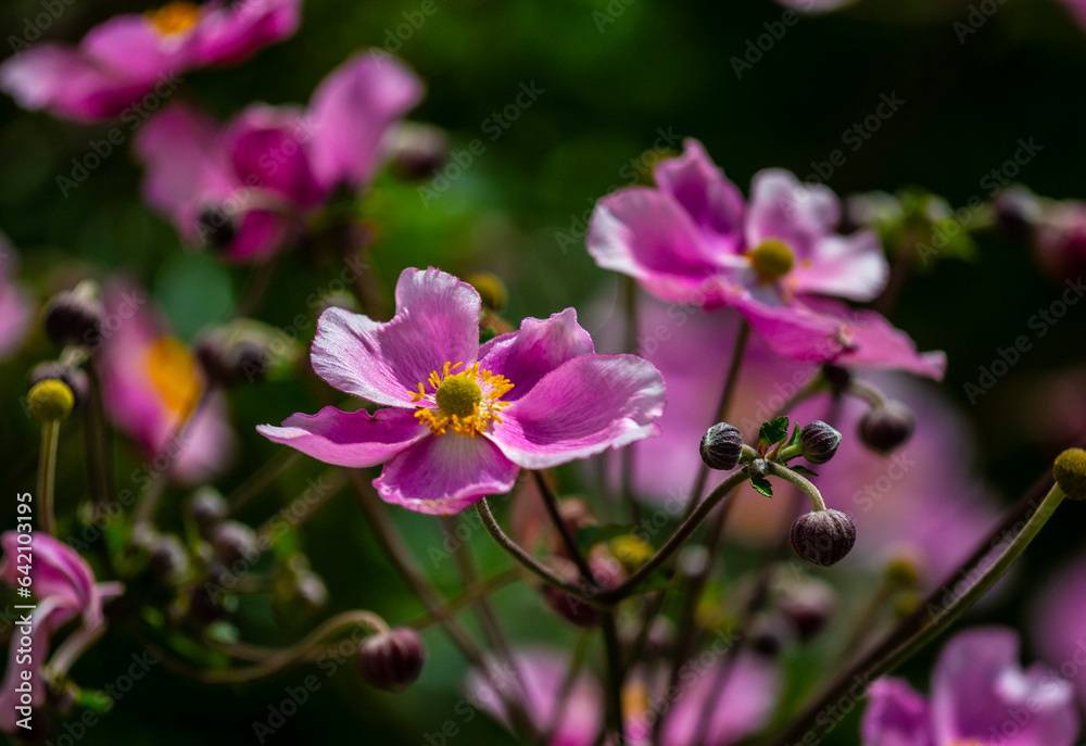 BBeautiful flowering Japanese anemone. Perennial rhizomatous plant. The ...