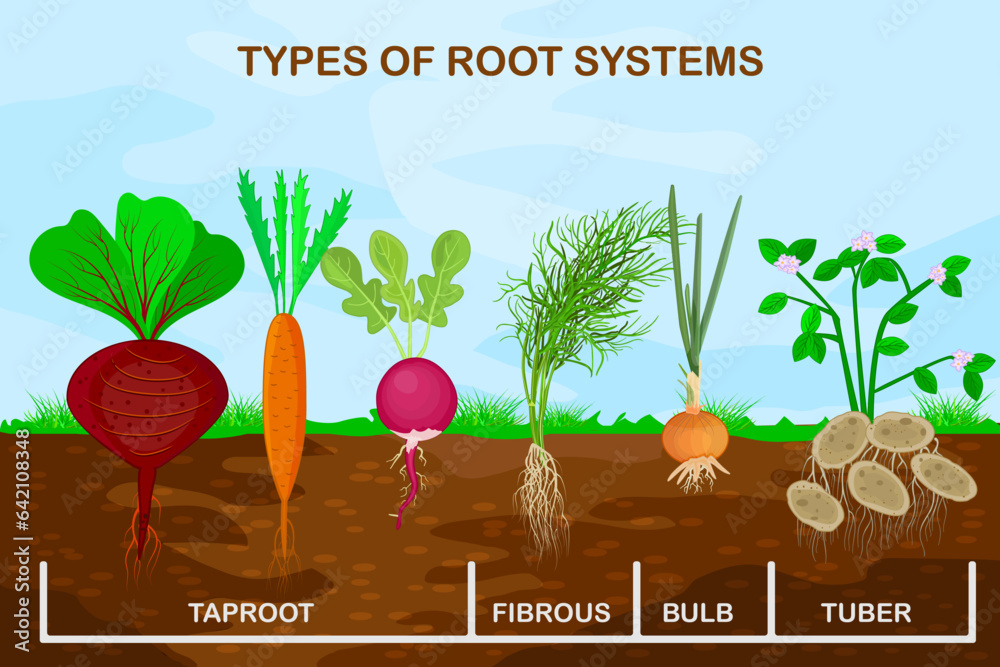 Types root systems of plants.Taproot, fibrous, bulb and tuber root ...