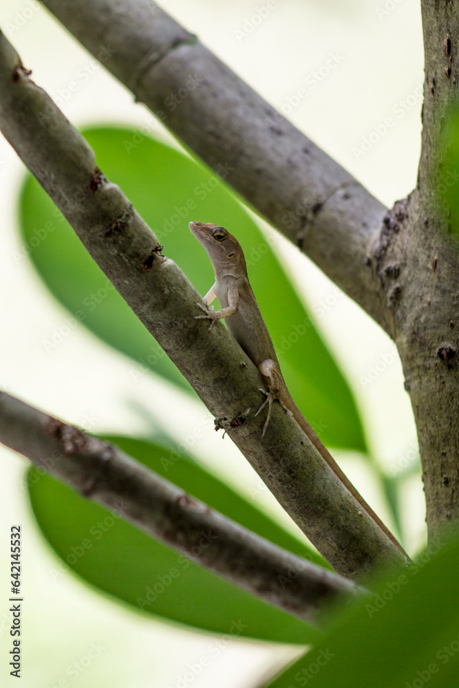 Outdoor backyard photos of Florida wildlife. Mostly lizard watching and ...