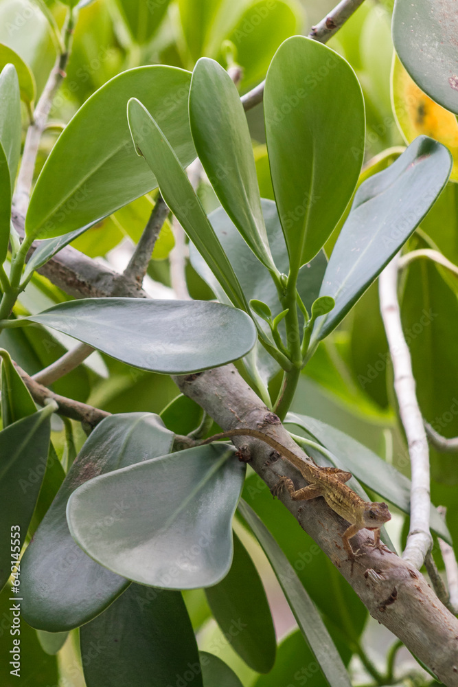 Outdoor backyard photos of Florida wildlife. Mostly lizard watching and ...