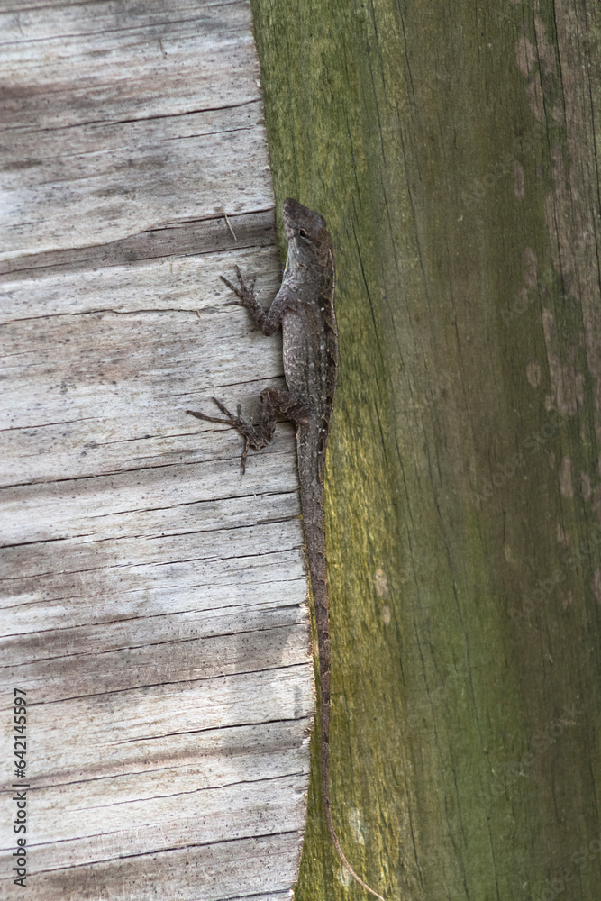Outdoor backyard photos of Florida wildlife. Mostly lizard watching and ...