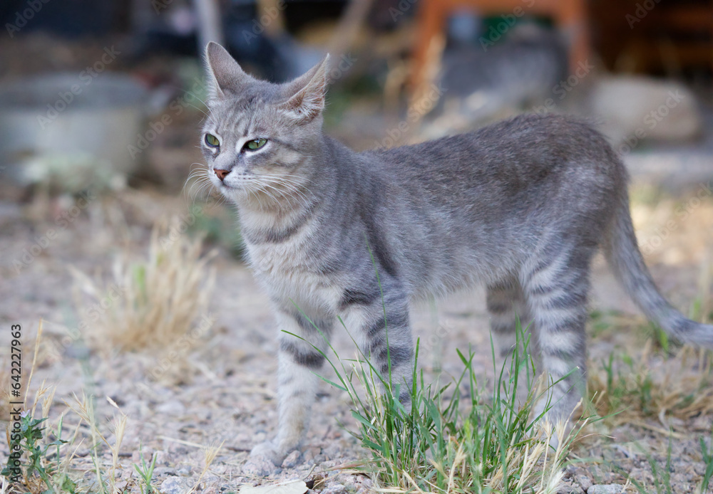 African Wildcat (Felis microfelis libyca), Nossob riverbed, gray wild ...
