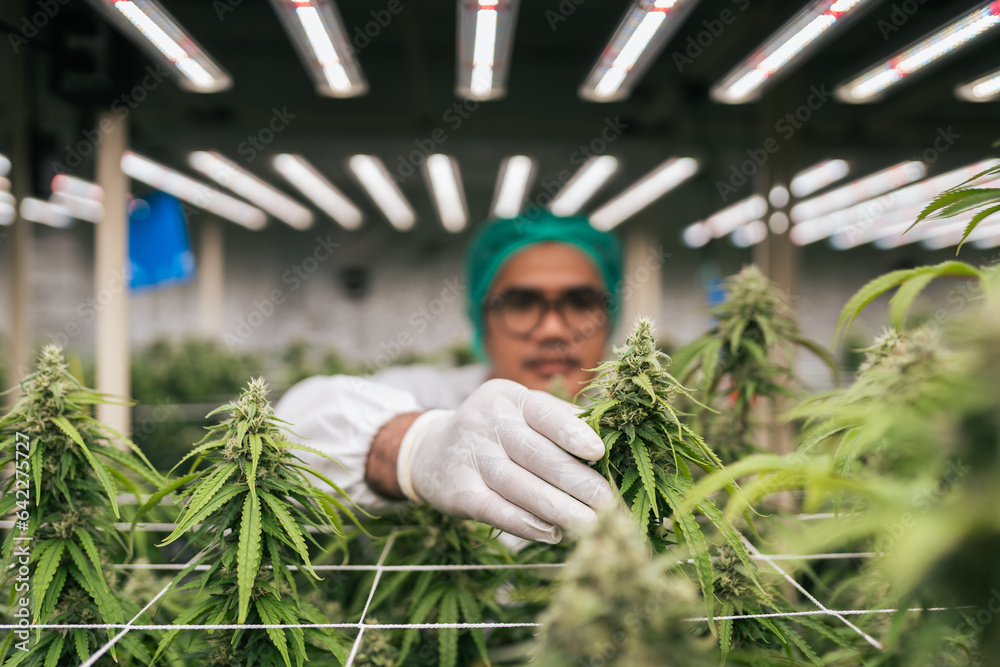 Selective focus hand of Asian man cannabis researcher touching cannabis ...