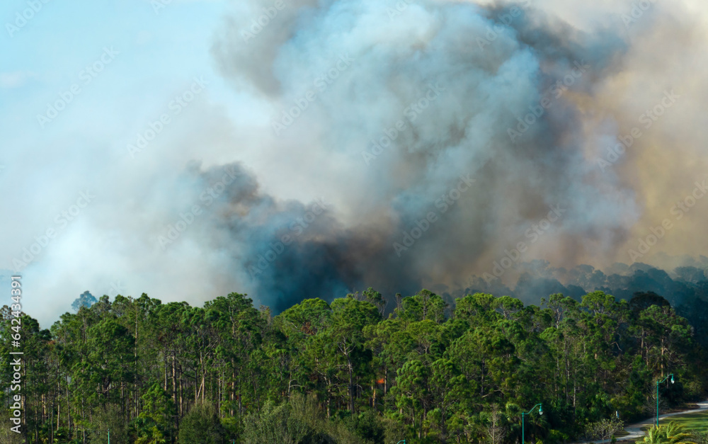 Dangerous wildfire burning severely in Florida jungle woods. Hot flames ...
