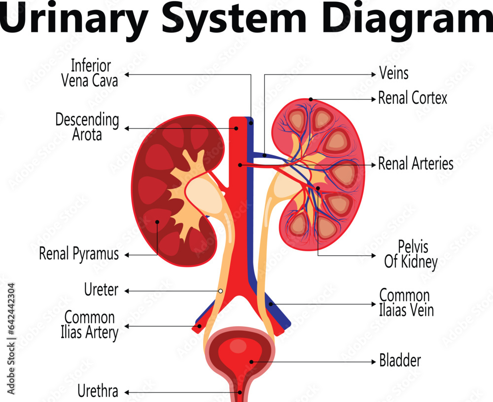 Anatomy of the human urinary system with main parts labeled. Vector ...