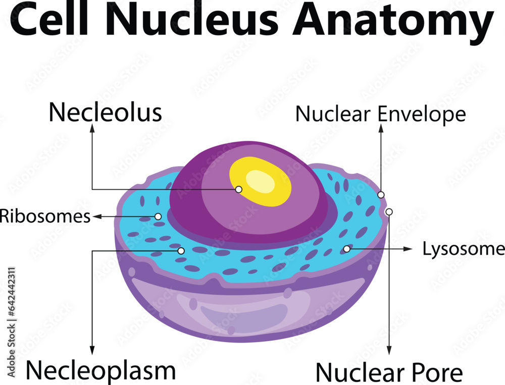 Cell cross section structure detailed, colorful anatomy with ...