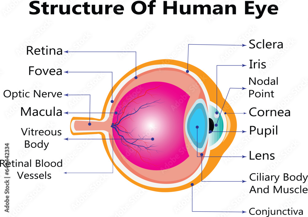 Human eye anatomy infographics with outside view and organ inside ...