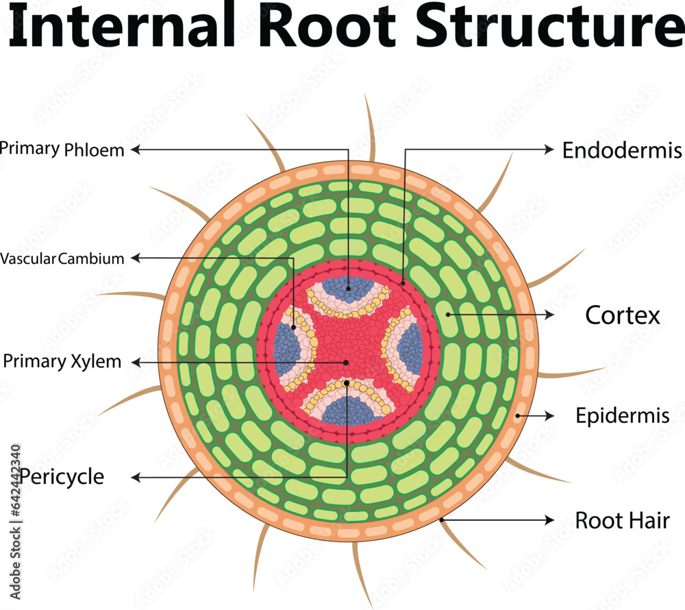 Plant anatomy with structure and internal side view parts outline ...