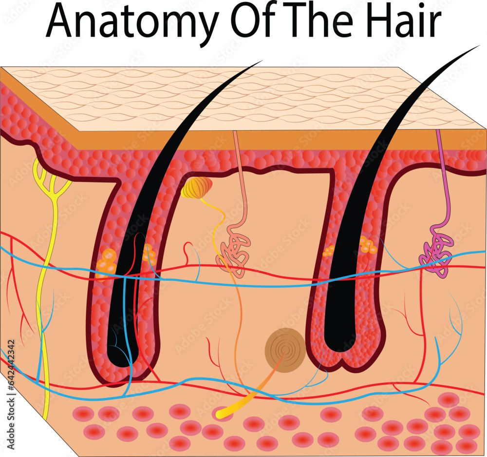 Anatomical training poster. Hair growth phase step by step. Stages of ...