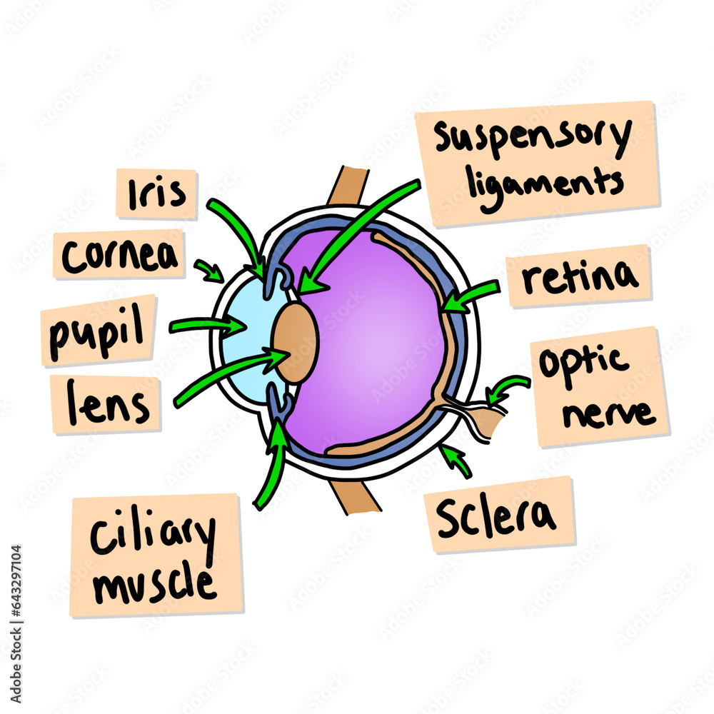 Eye Anatomy Diagram Science Illustration Drawing Educational Stock ...