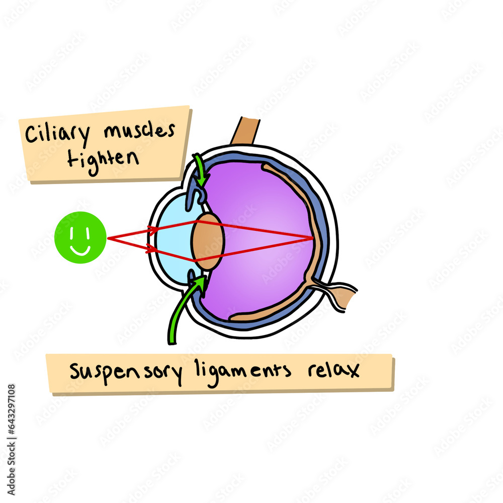 Vision Of Something Close Up Diagram Ciliary Muscles Suspensory ...