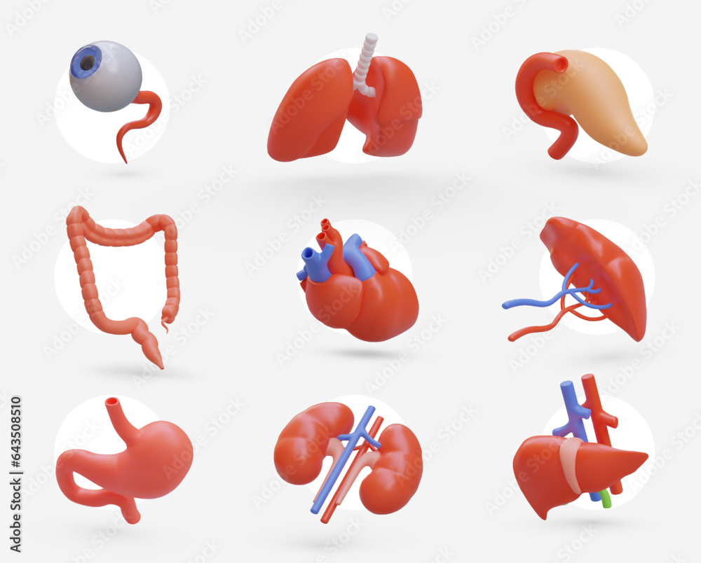 Large collection of realistic human organs. Icons for medical ...