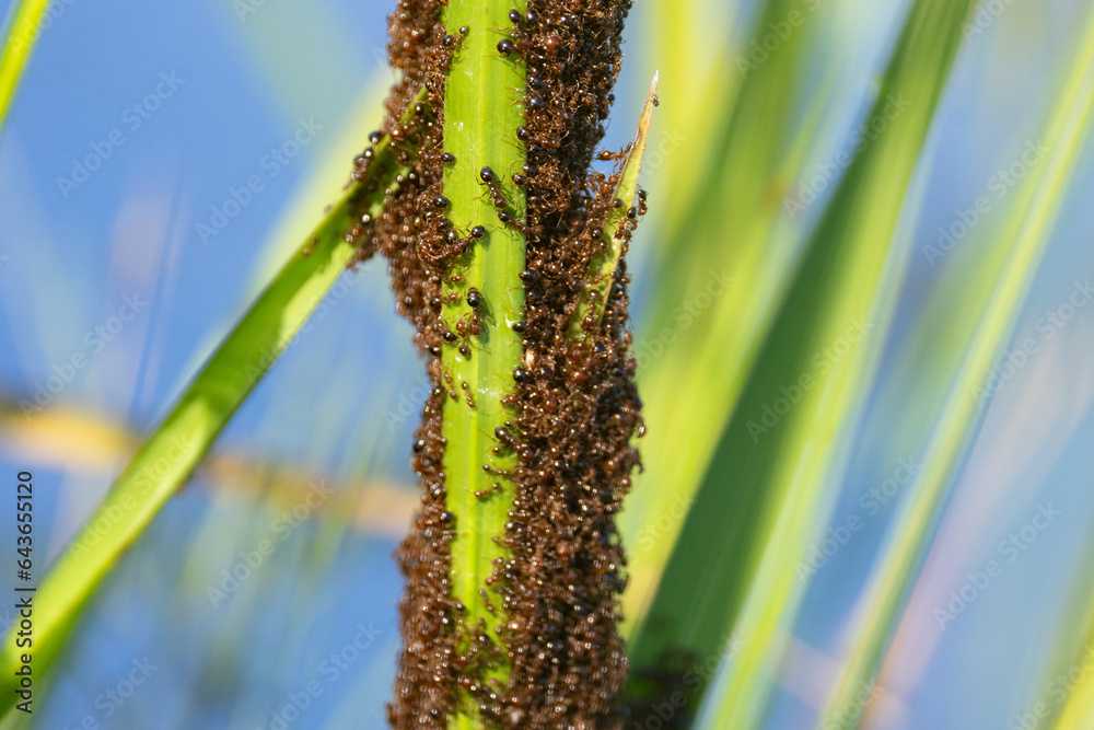 Ants taking refuge from floodwater in southwest Florida after Hurricane ...