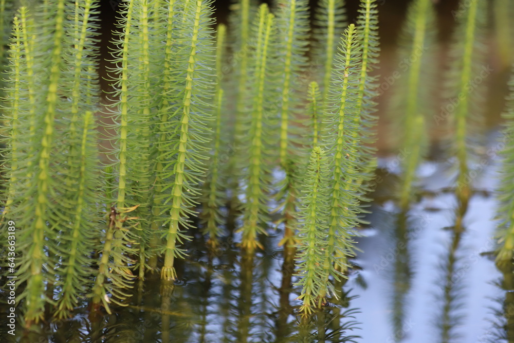 Hippuris vulgaris. Mare's-tail, common mare's tail, aquatic plant ...