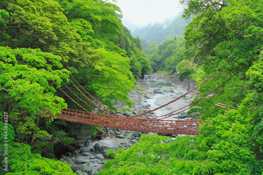 Kazura Bridge in Iya in the morning, Shikoku,Tokushima Prefecture ...