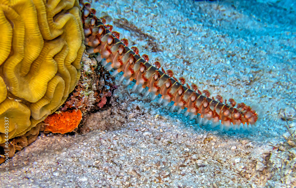 Hermodice carunculata, the bearded fireworm Stock Photo | Adobe Stock