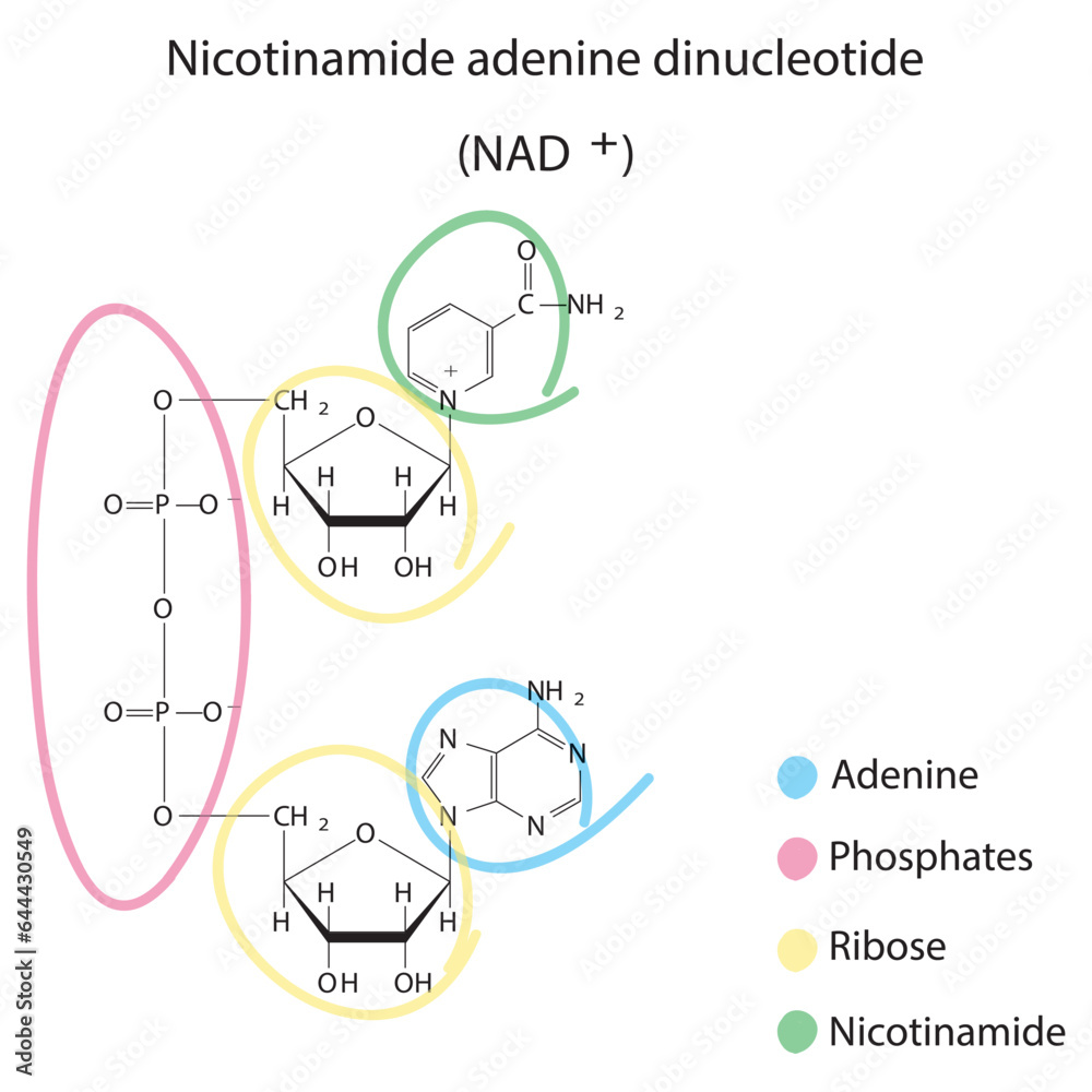 Structure of NAD+ (Nicotinamide adenine dinucleotide) showing nicotinamide, ribose and phosphate ...