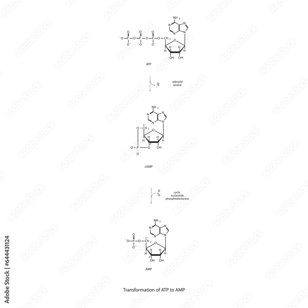 Biotransformation of ATP to AMP via enzymatic synthesis and hydrolysis ...